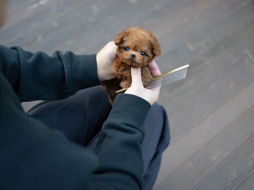Пудель девочка из Кореи
