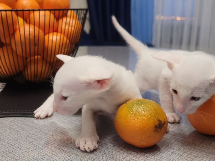 Ориентальные котята