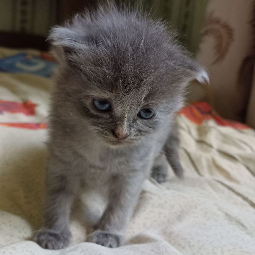 Кошечка 2 недели