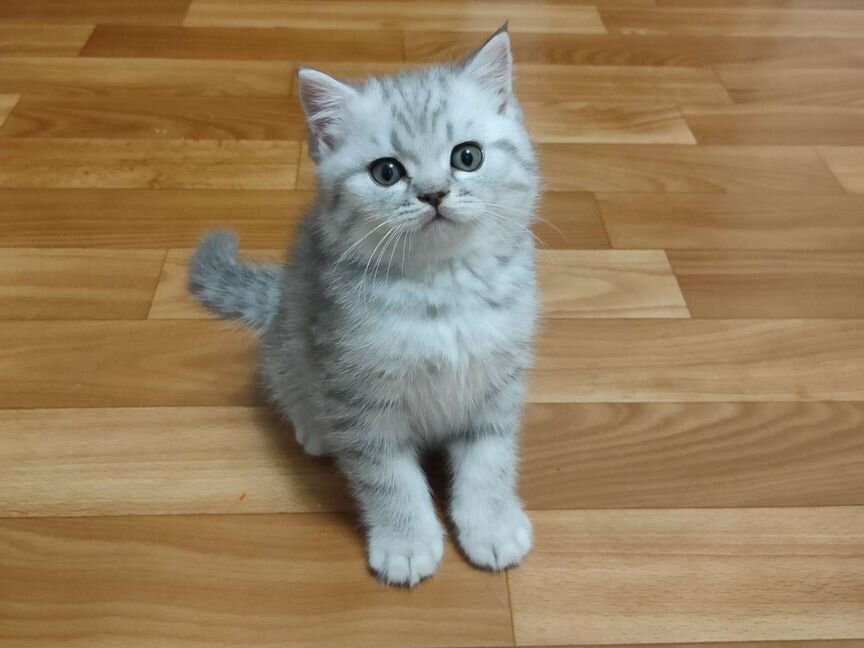 Шотландские котята