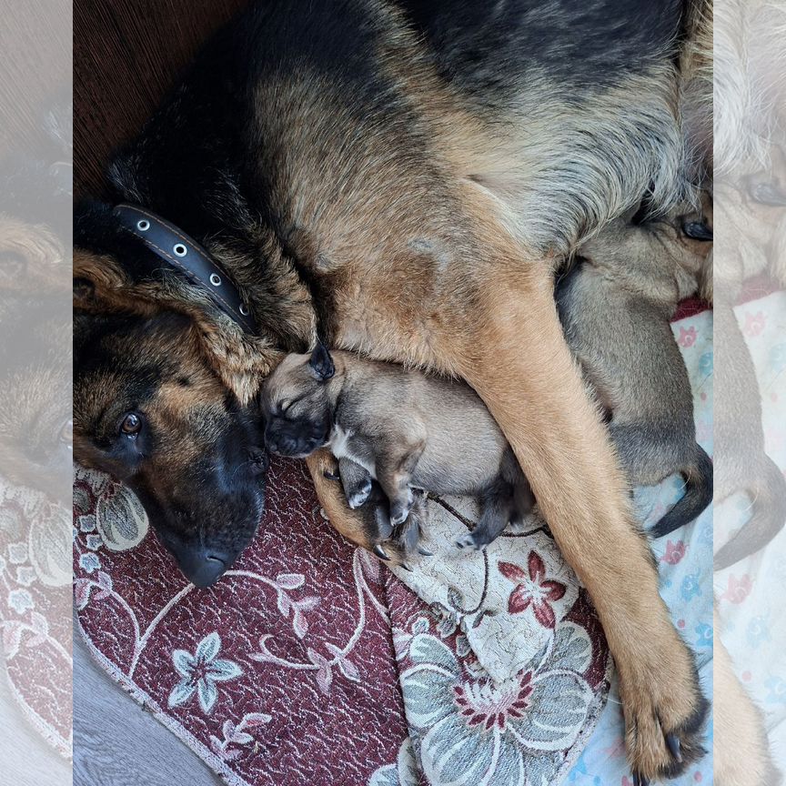 Немецкая овчарка, щенок