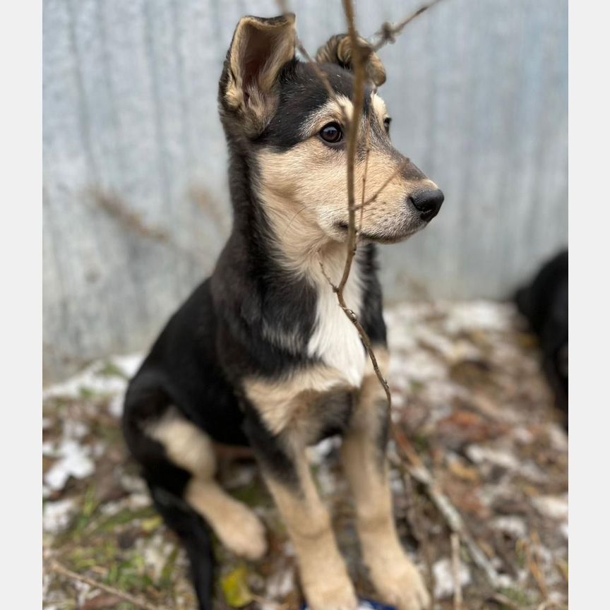 Щенки мальчики. Будут средними