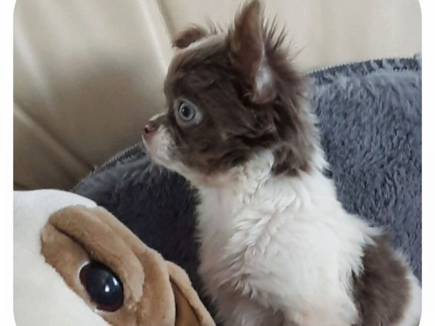 Крошка Лилушка