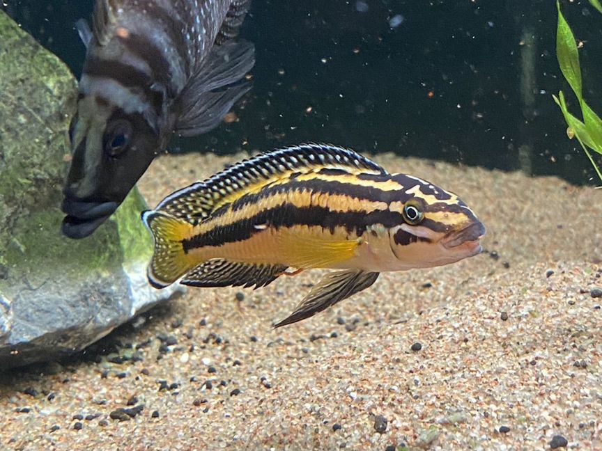 Юлидохромис