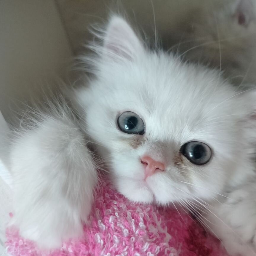 Персидский котёнок