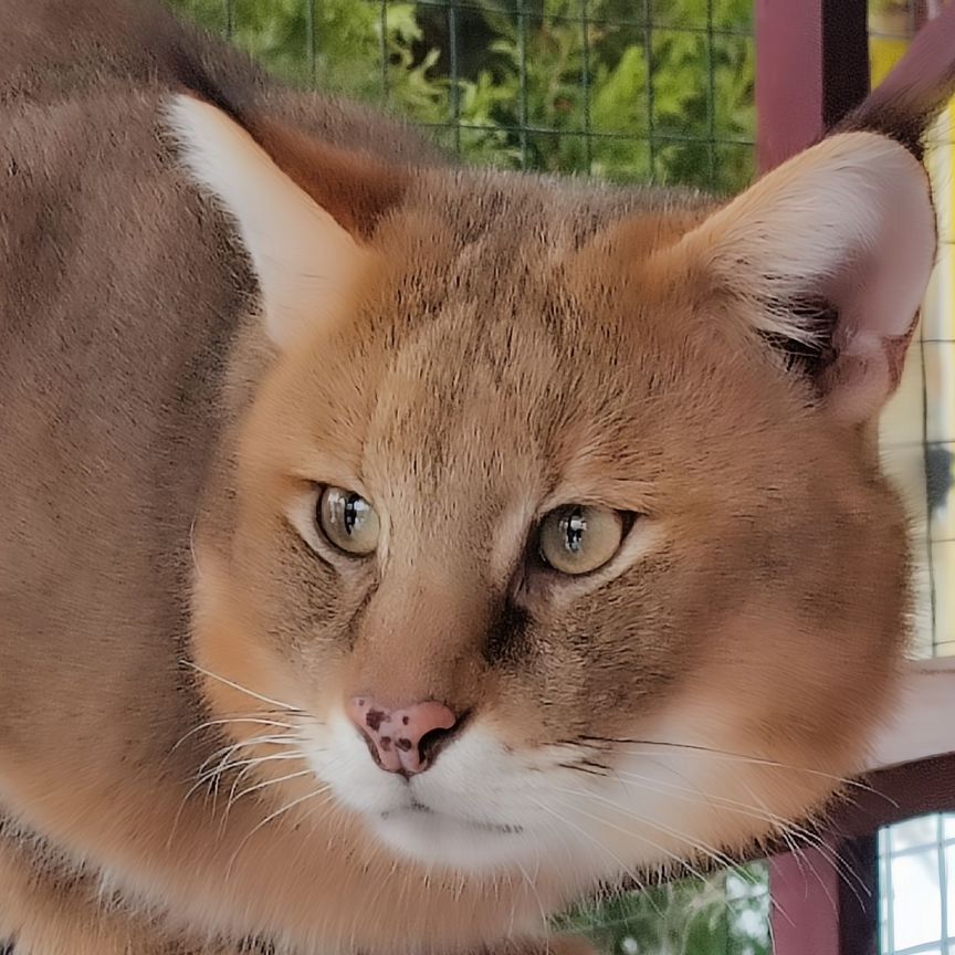 Чаузи котёнок