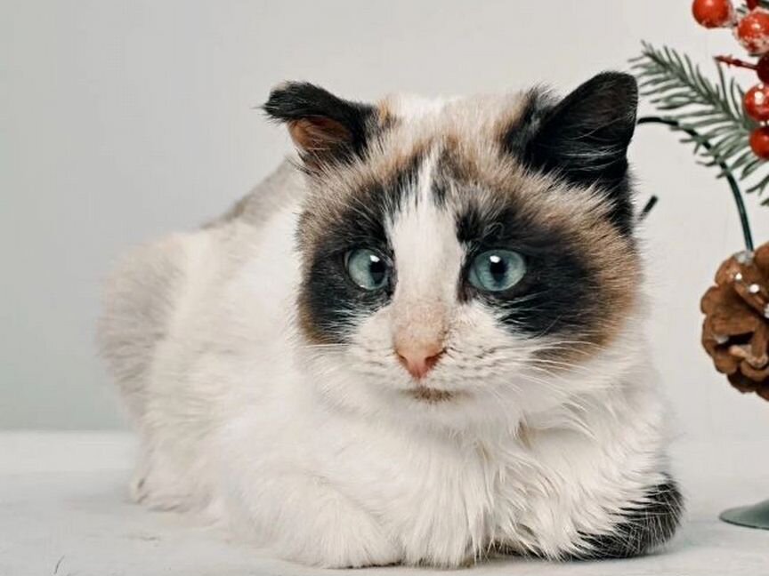 Кошечка подросток