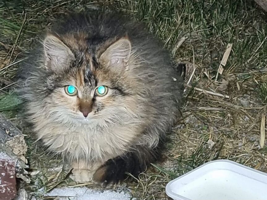 Котенок сибиряк от кошки мышеловки 2,5 мес