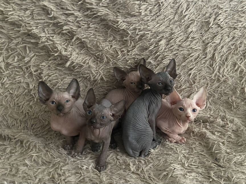 Котята Канадкий сфинкс