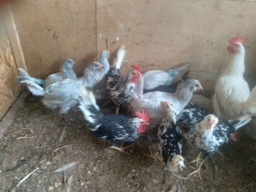 Куры молодки