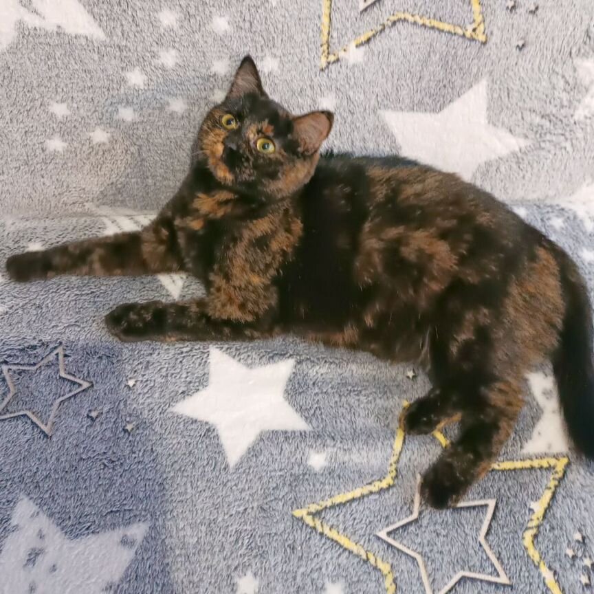 Мега ласковая кошечка