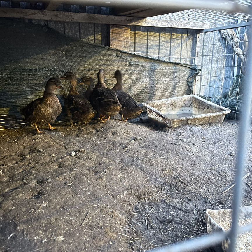 Утки подсадные