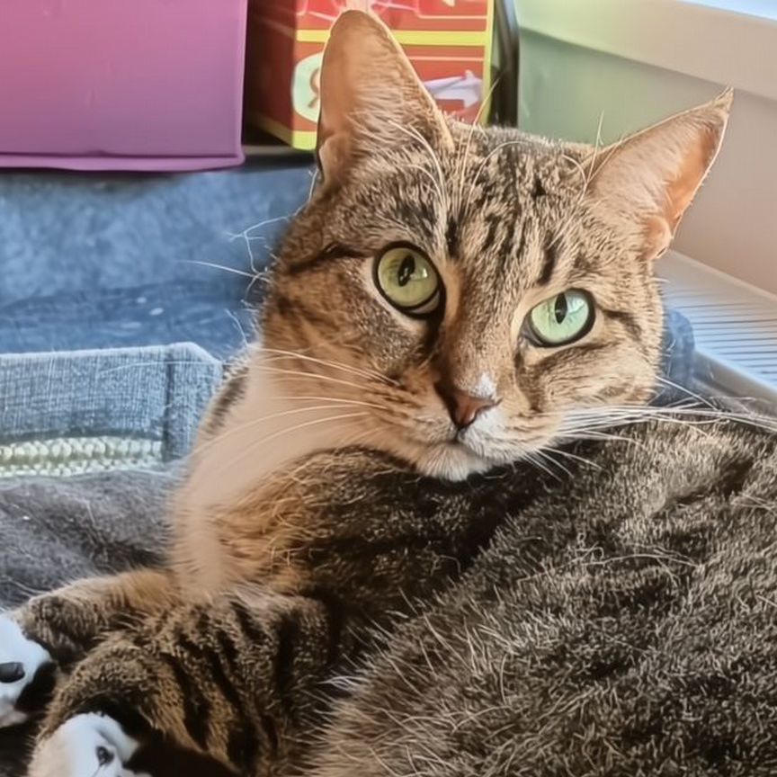 Взрослая кошка в добрые руки