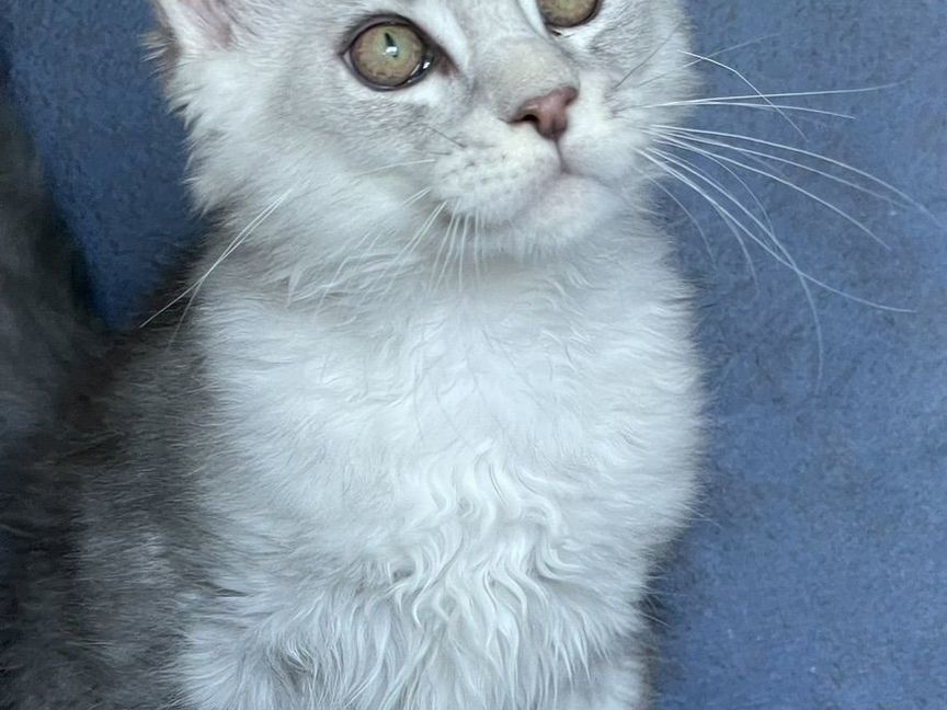 Серебряный котенок мейн-кун