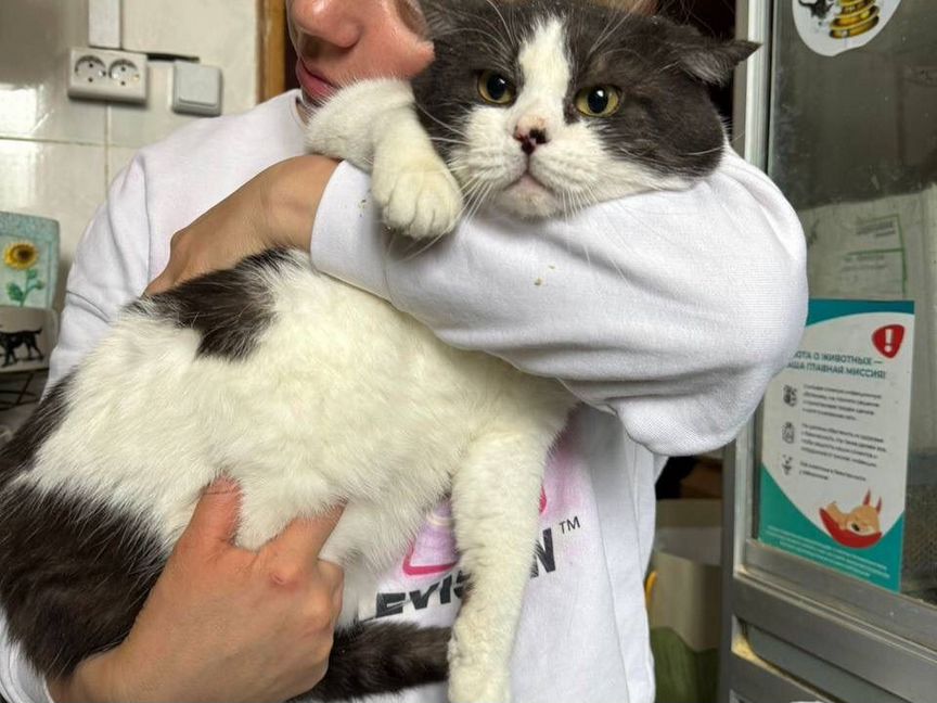 Кот Батон хочет опять быть домашним