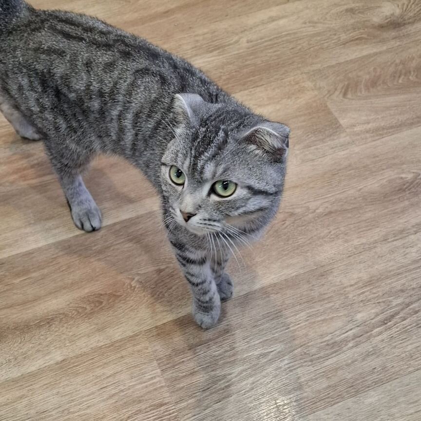 Кот вислоухий