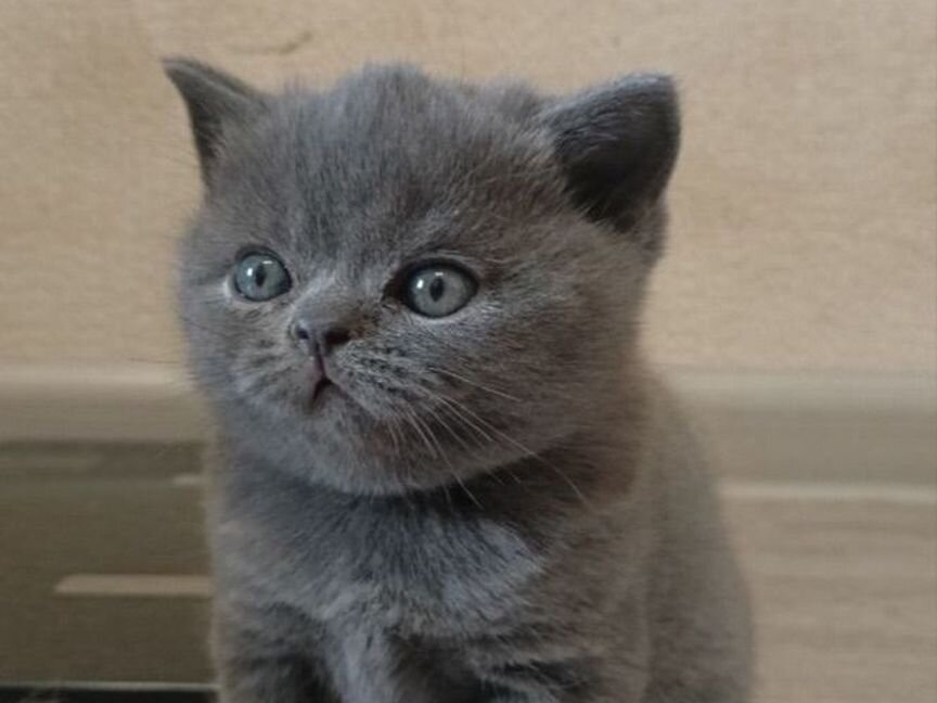 Британские котята