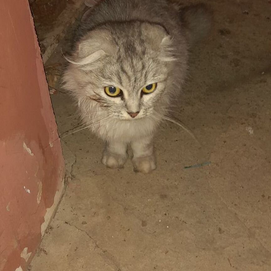 Выкинули породис кошку бегает за людьми