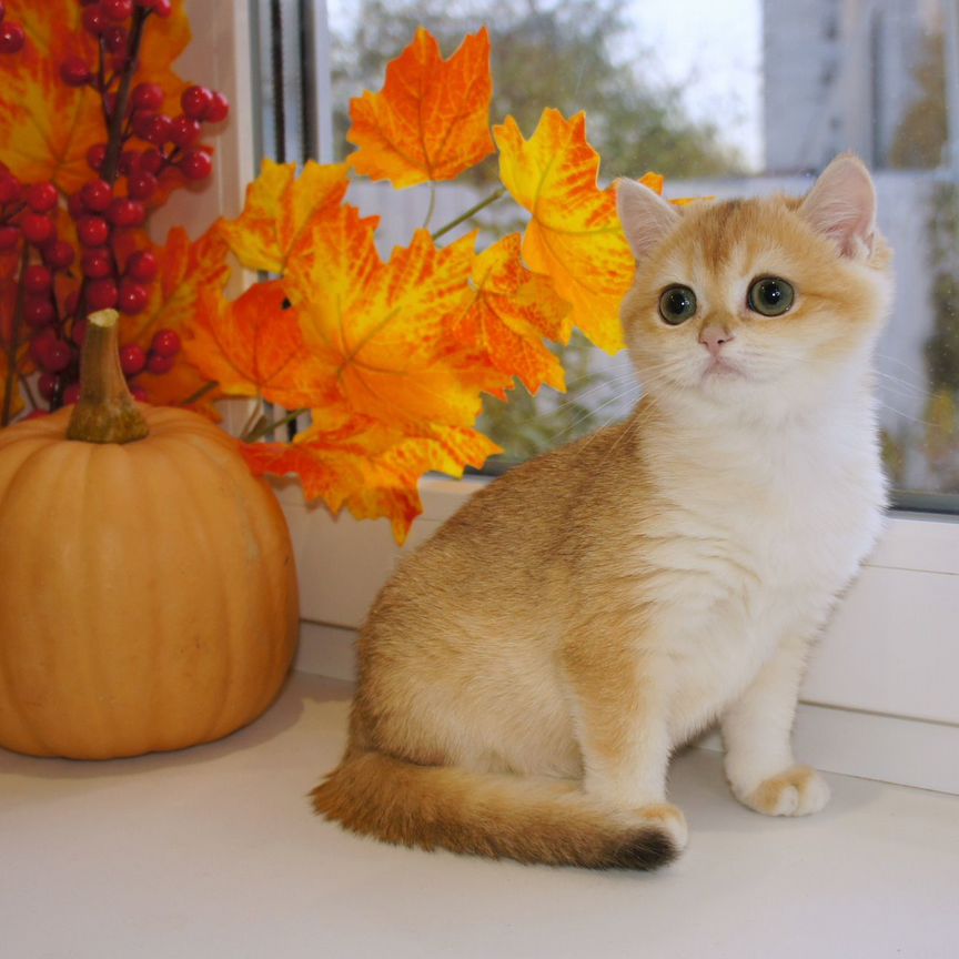 Девочка Британская Золотая Шиншилла ny12 с док. WC