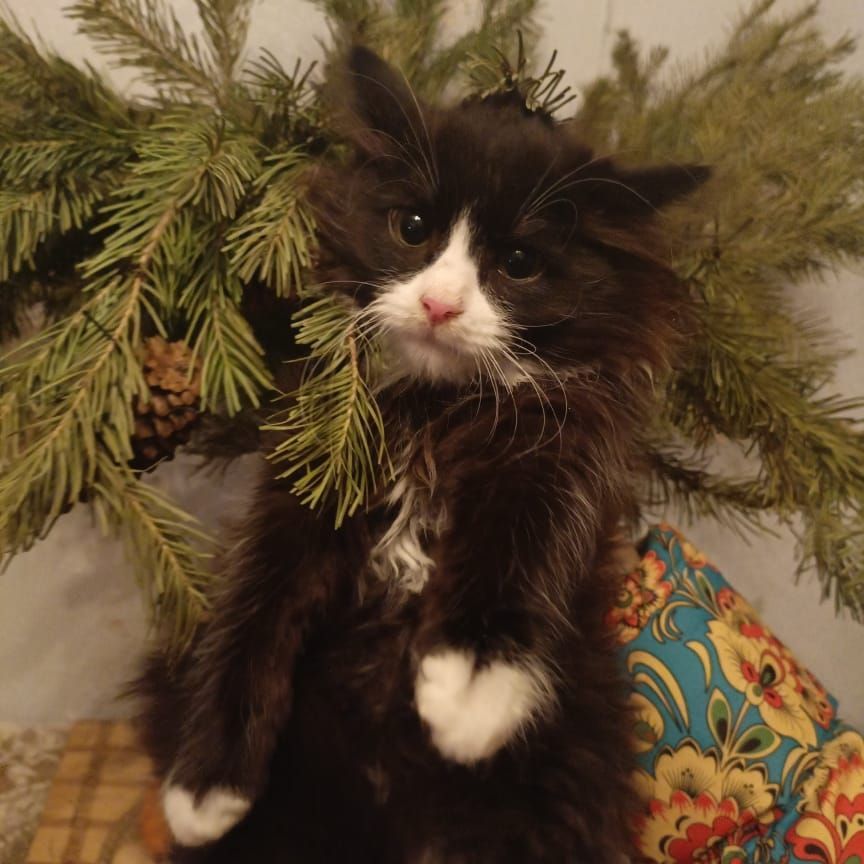 Котенок(мальч) 3 мес