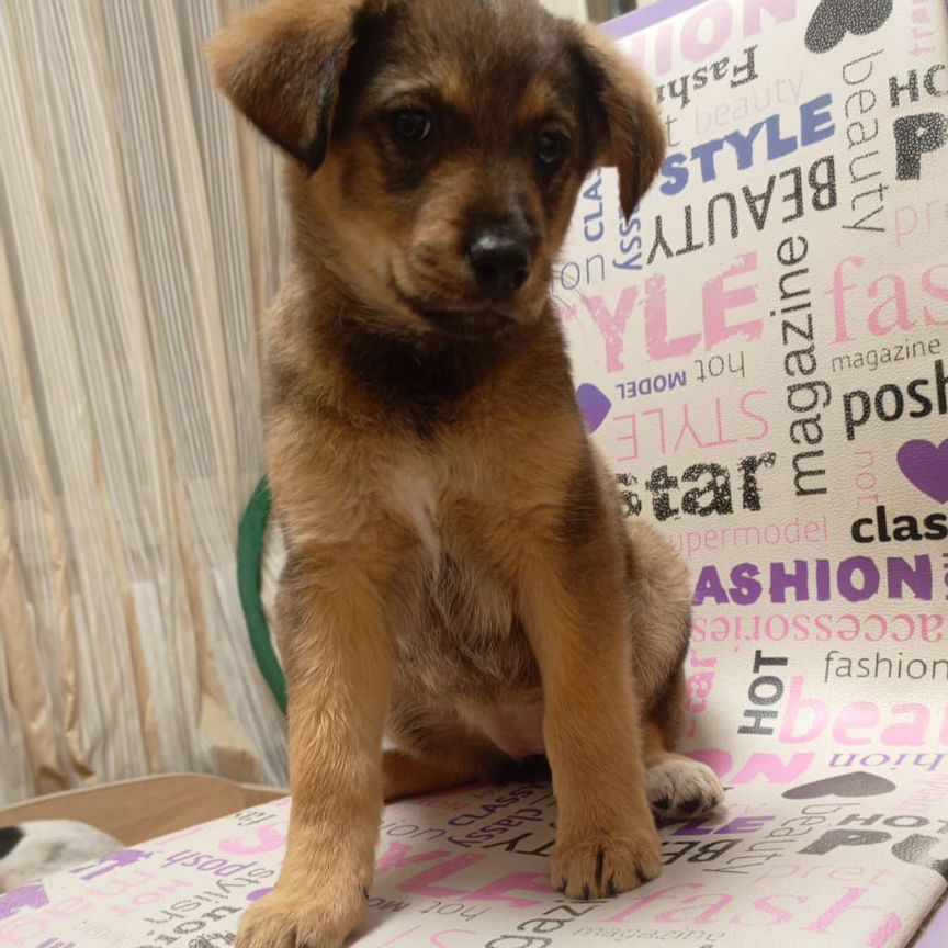 Щенок ищет дом