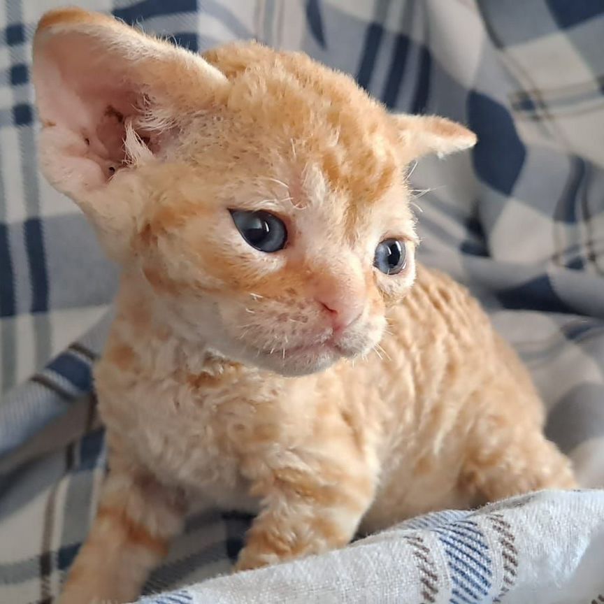 Мальчики Девон-рекс WCF