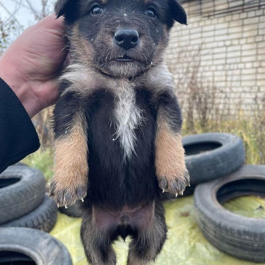 Симпатичные щенки замерзают