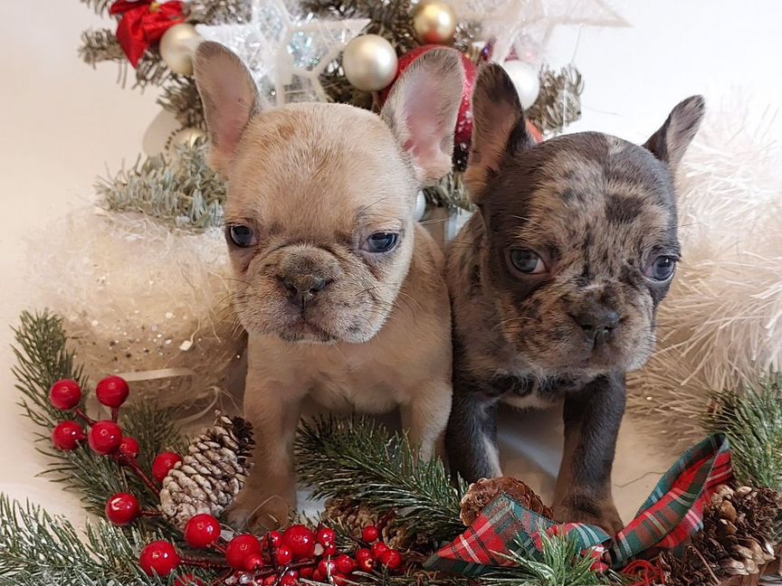 Французский бульдог