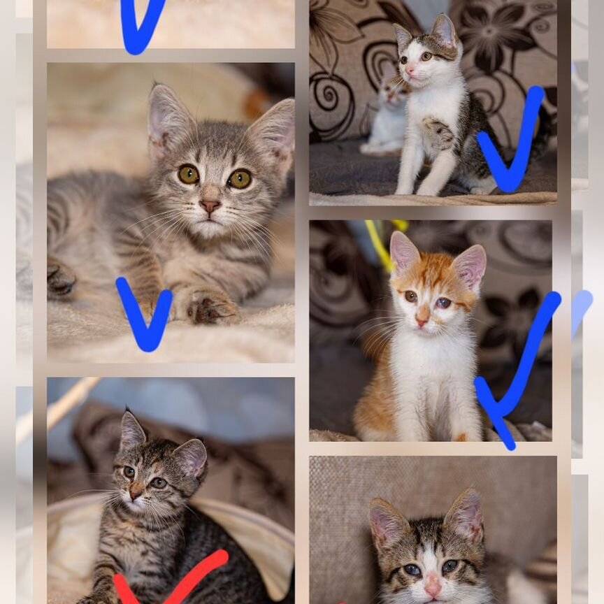 Котята, 2-3мес, мальчики и девочки, все цвета