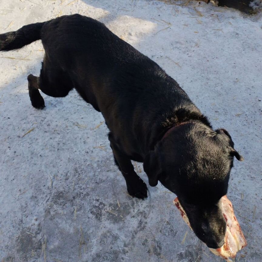 Лабрадор-ретривер, взрослый пёс