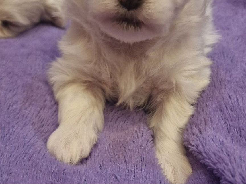 Щенки мальтезе