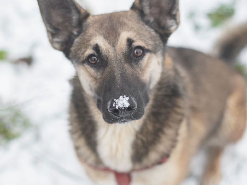 Собака в добрые руки