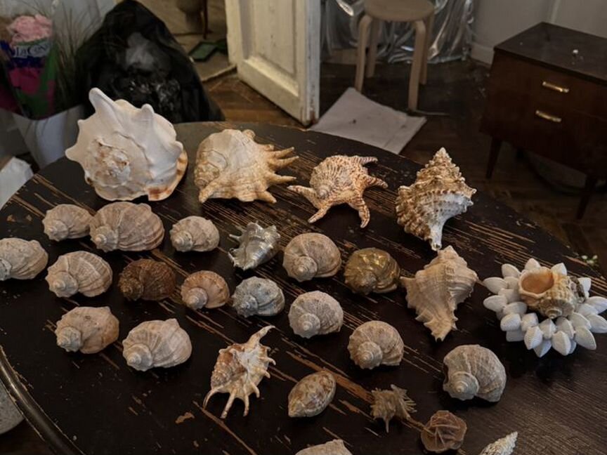 Морские ракушки раковины большие