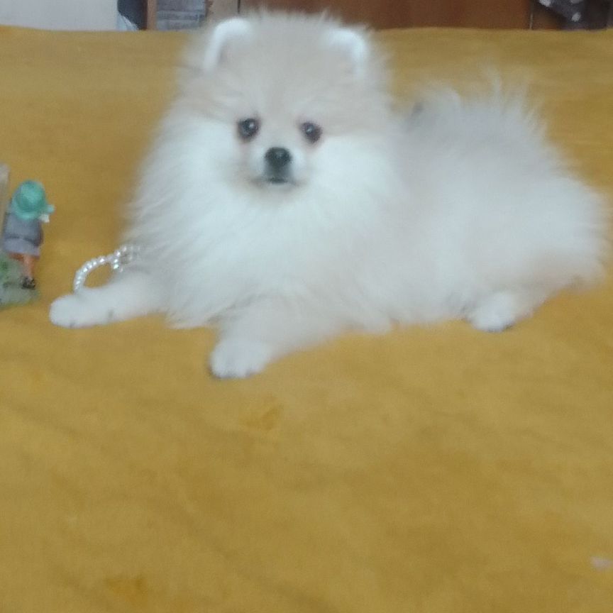 Померанский шпиц, щенок