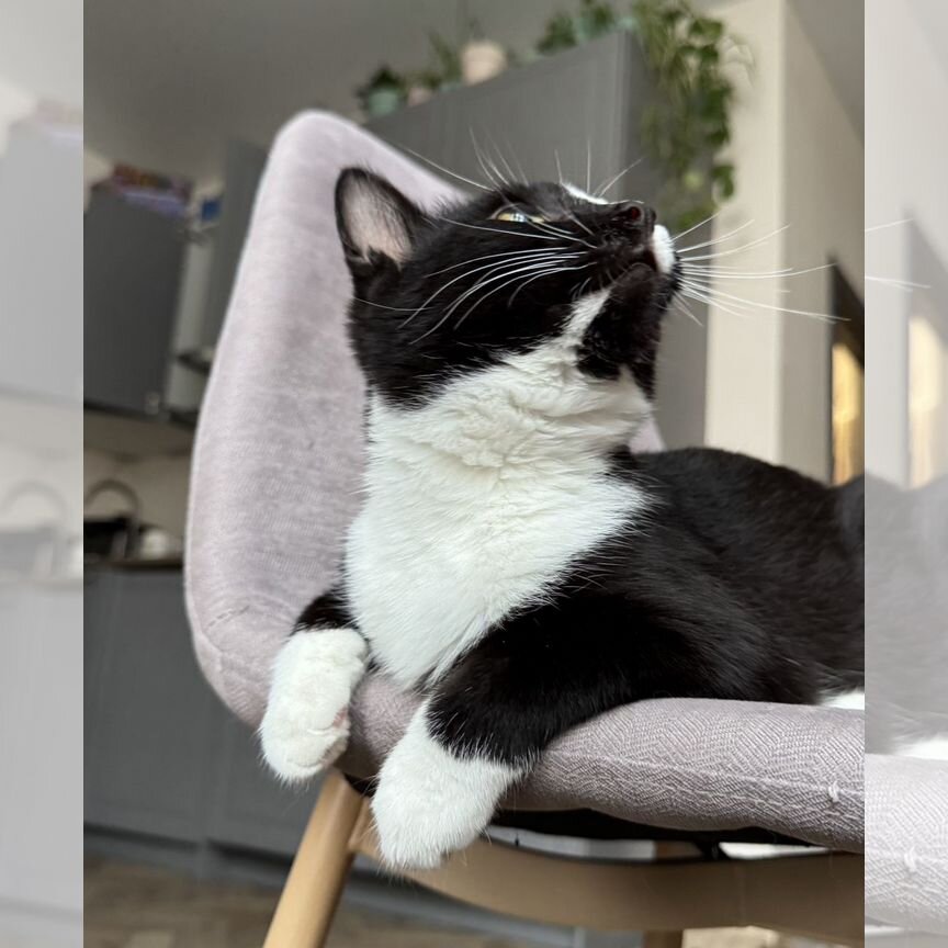 Котёнок в добрые руки