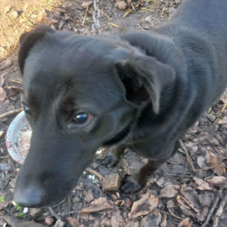 Взрослый пёс в добрые руки