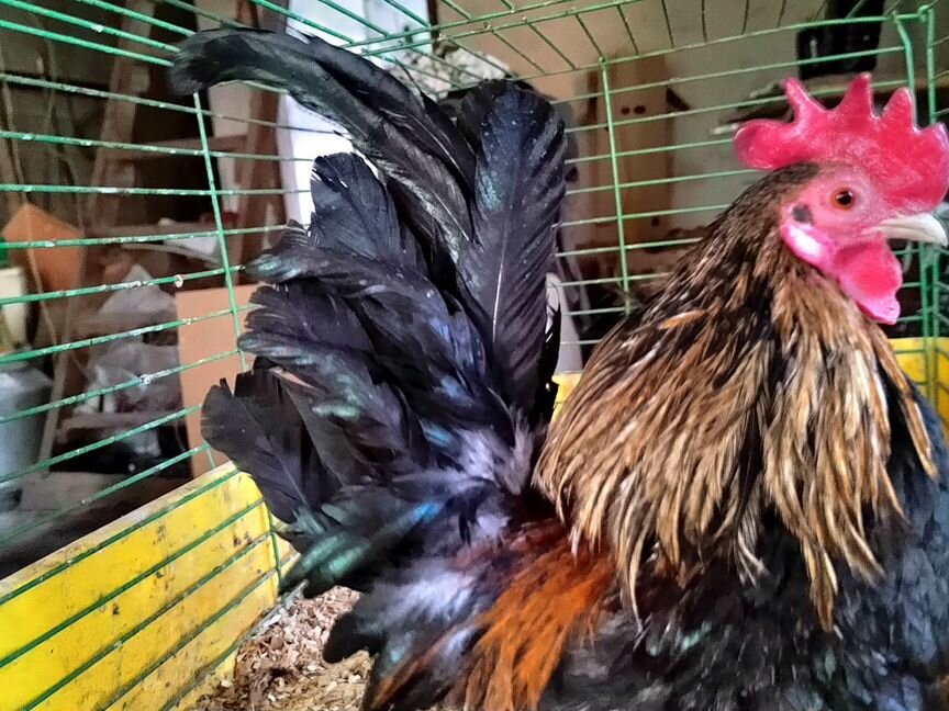 Мальки рыбы для пруда