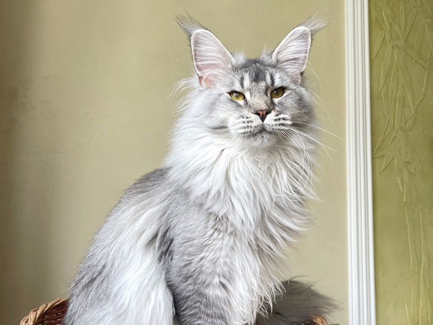 Кот мейн-кун