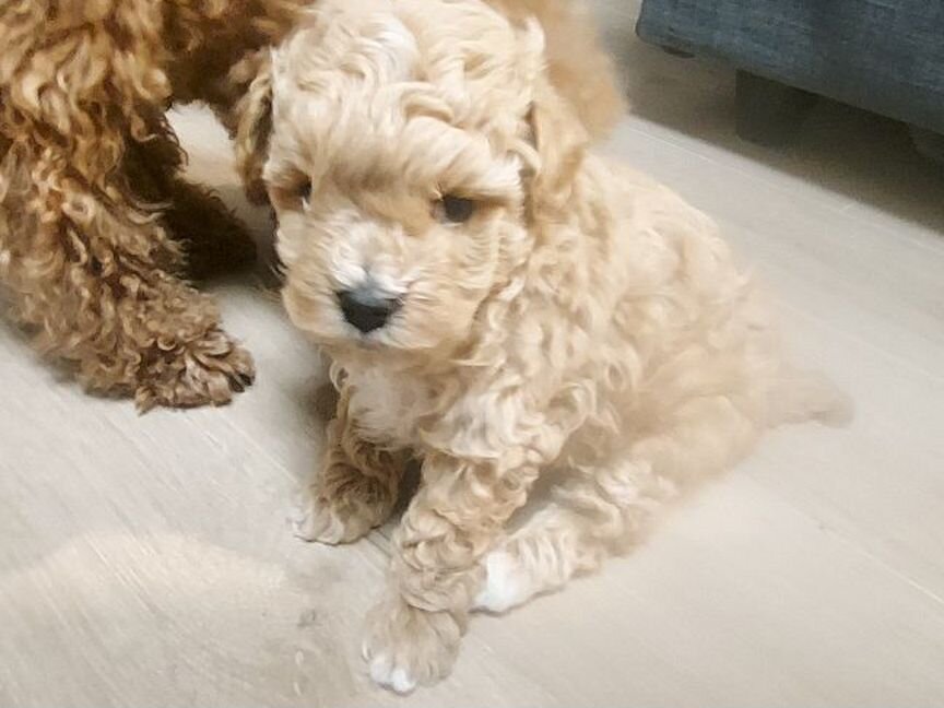 Самый яркий и крошечный мальчик мальтипу