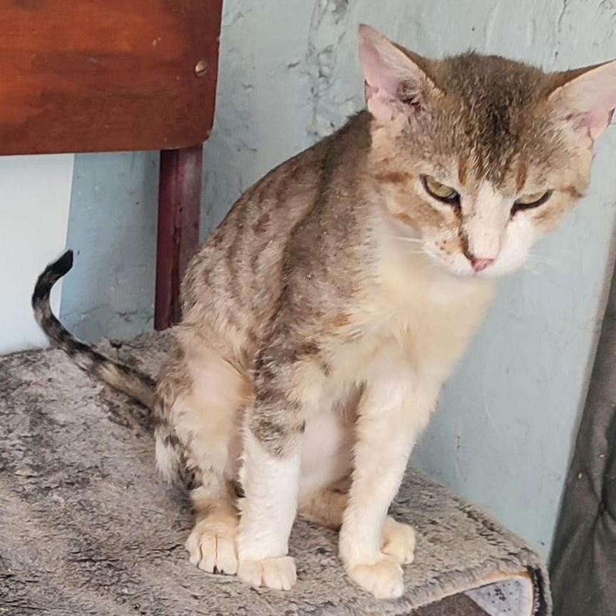 Кошка