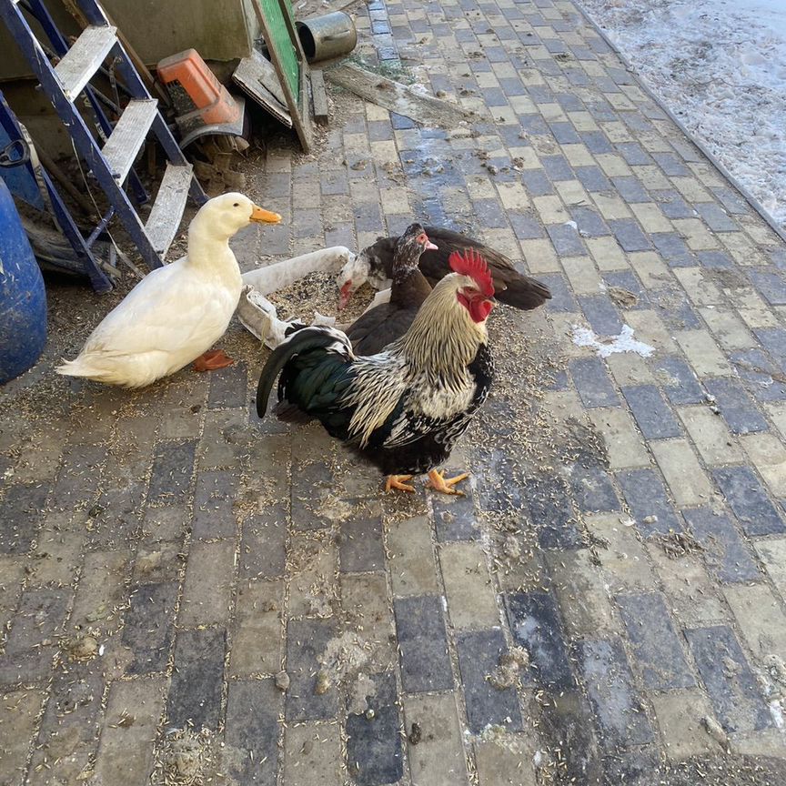 Продаю петуха