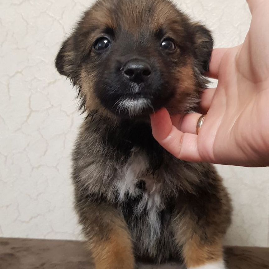 Щенок мальчик