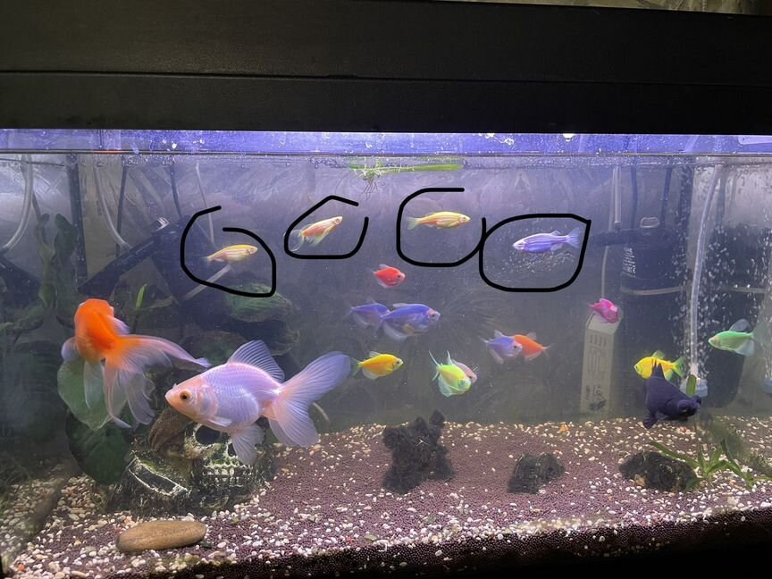 Данио и тернеция