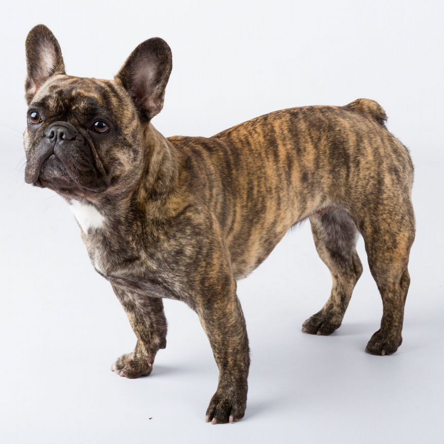 Французский бульдог вязка