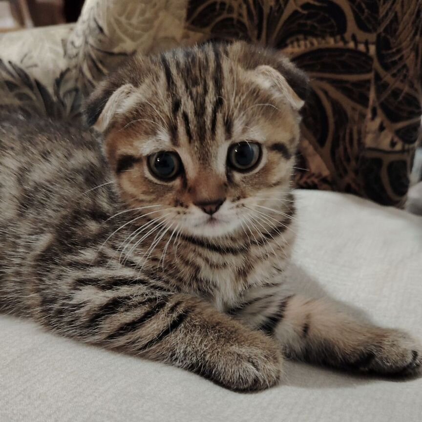 Шотландский вислоухий короткошёрстный котёнок