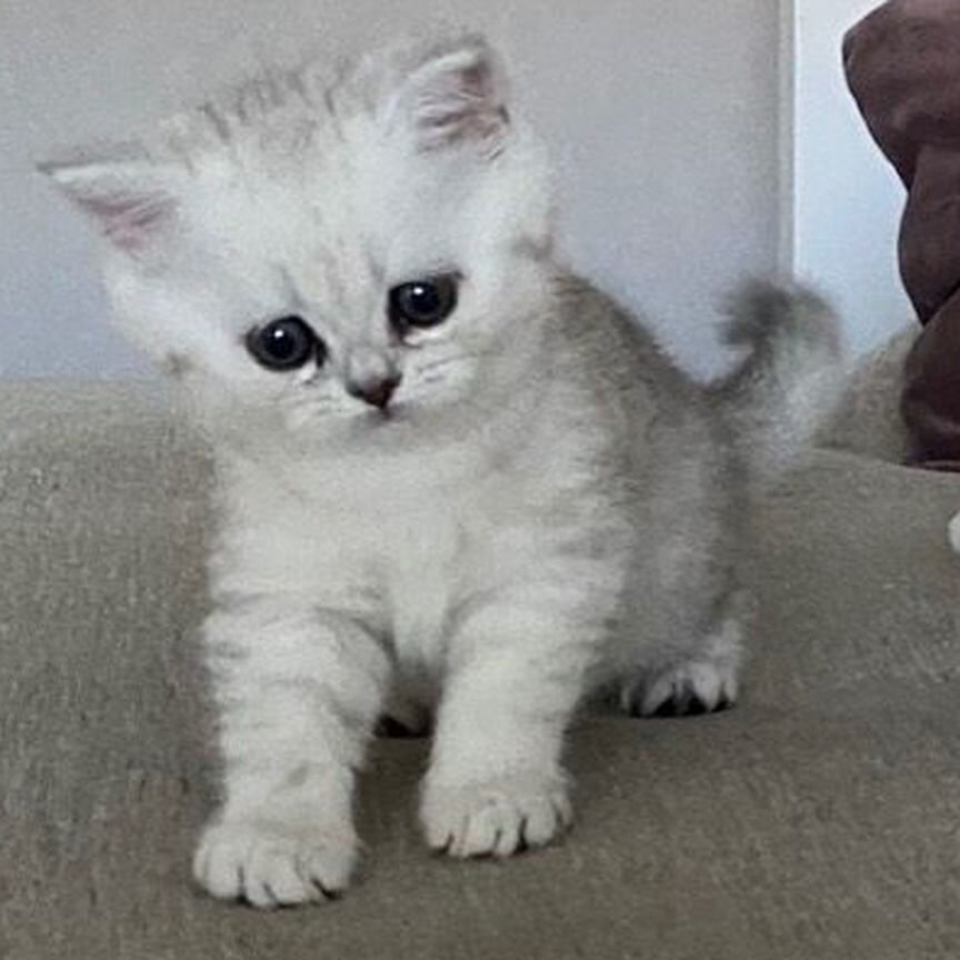 Британский длинношёрстный котёнок