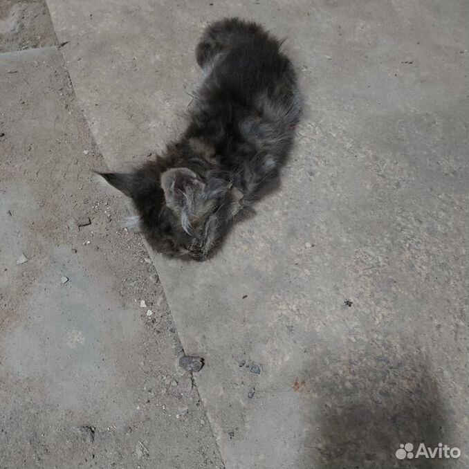 Умирают котята, нужен корм