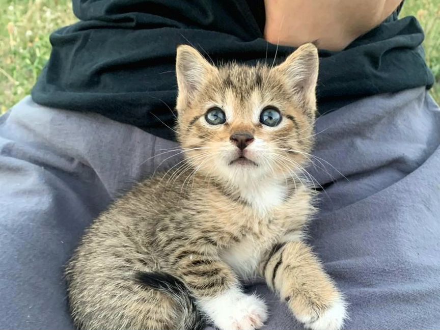Котенок мальчик Кузя 1.5мес в дар