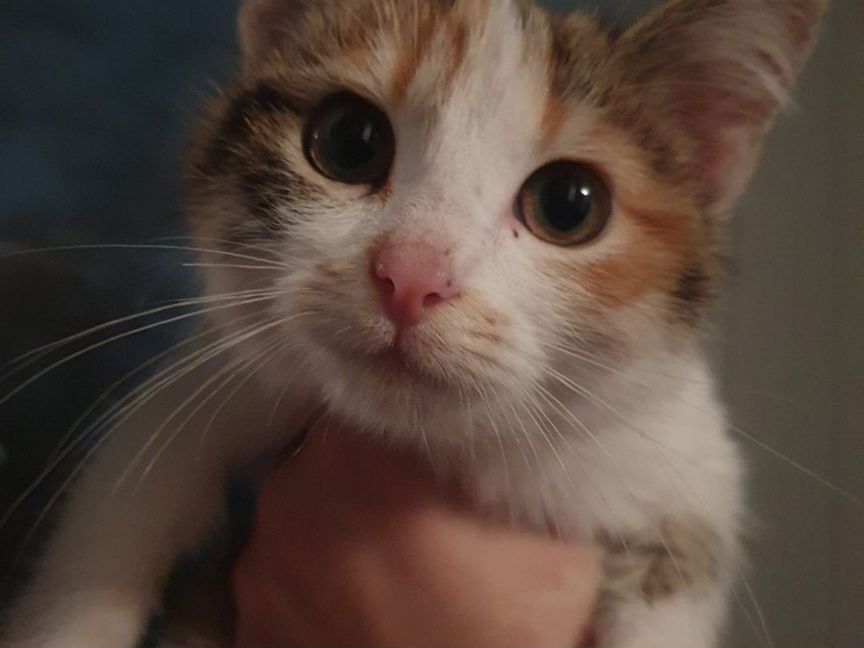 Ласковый котенок мерзнет
