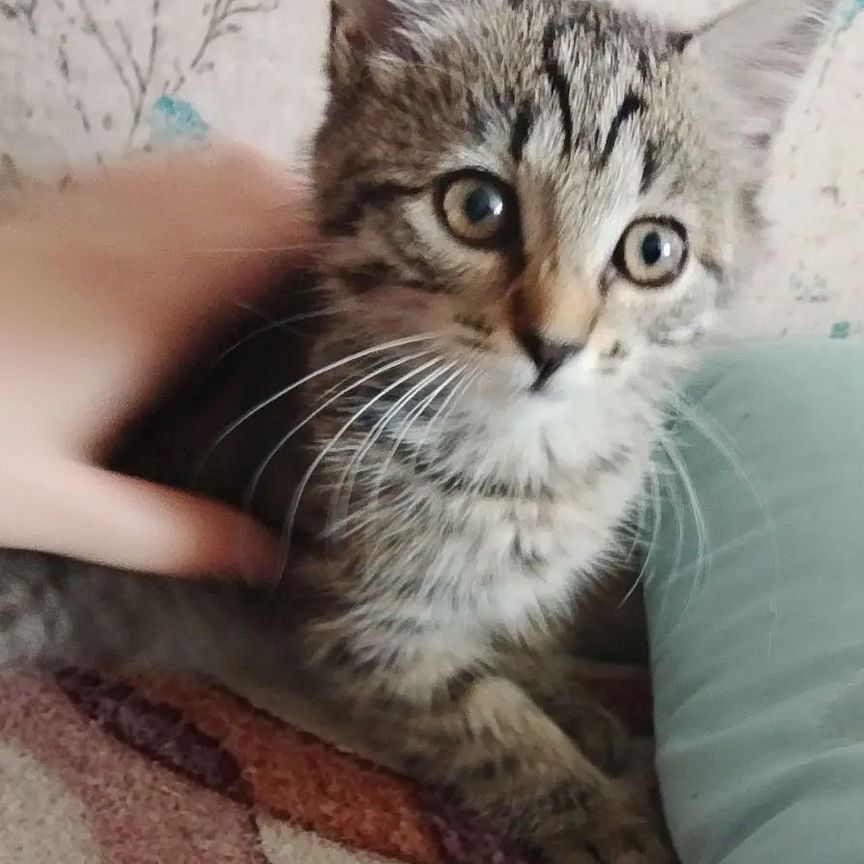 Азиатская табби котёнок